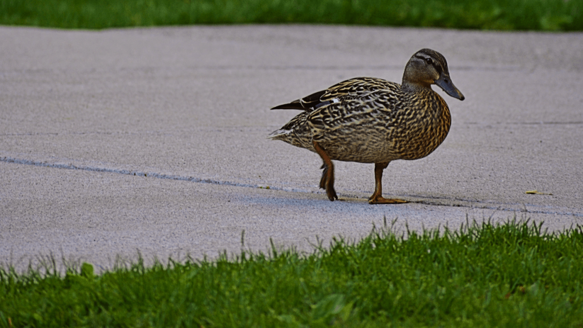 Its All Ducky, Long As You Are Lucky Enough To Be Born Wealthy Duck ...