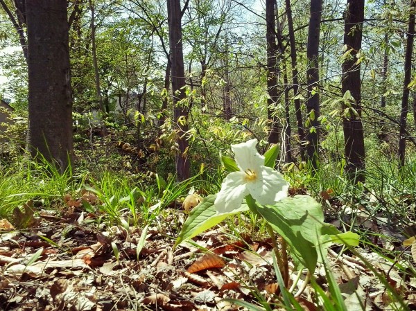 Vernal Vibes Of Canadian Woodlands – by PaulaB