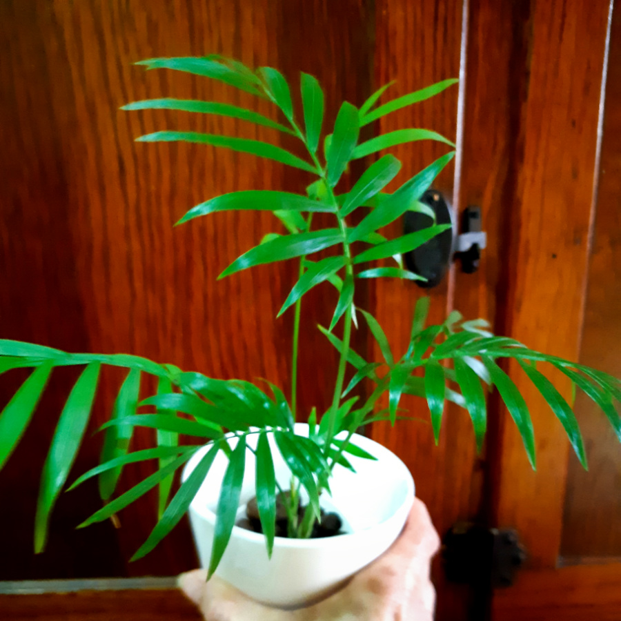 The Resilient Parlour Palm – by PaulaB