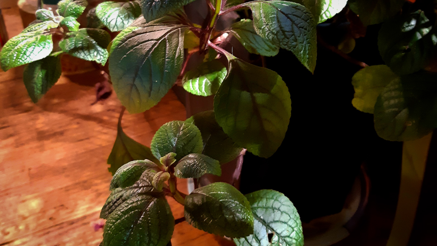 This Semi-Hardy Purple Swedish Ivy That’s Not Really Swedish – by PaulaB